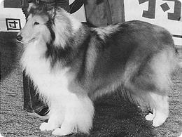 コリーのページ - BARKLEY's RAPSOUND